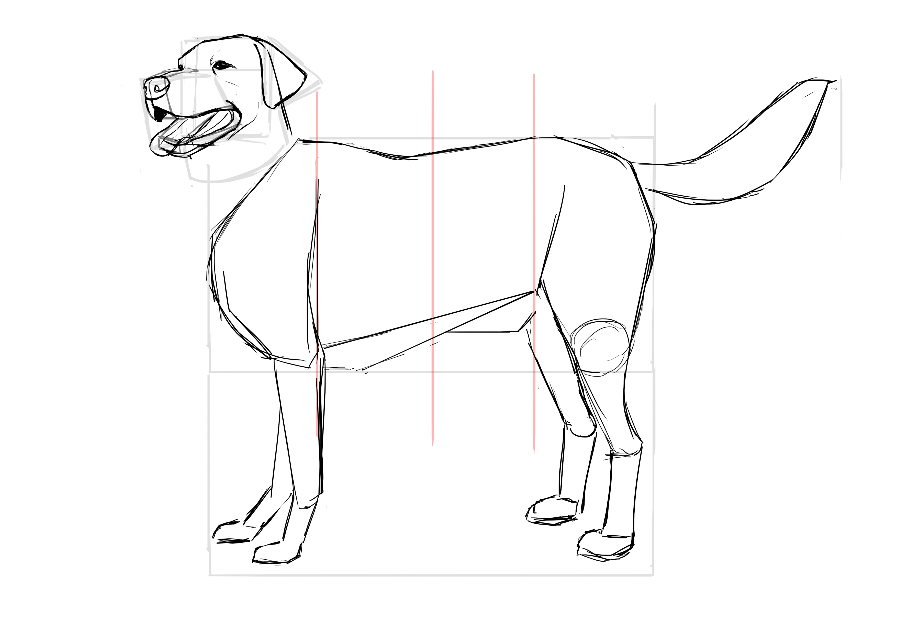 Comment Dessiner Un Chien tape Par tape Blog Dessindigo Comment Dessiner Un Chien tape Par tape Blog Dessindigo